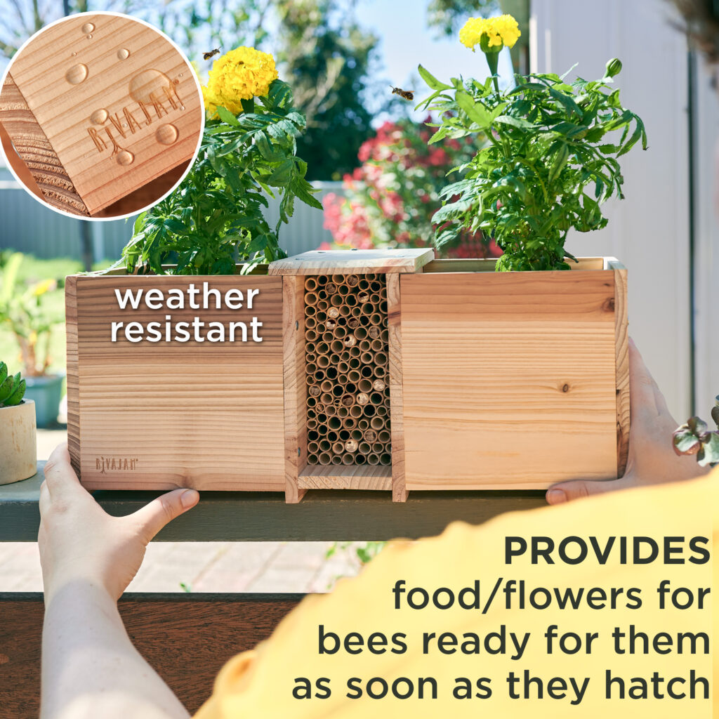 Rivajam Build a Bee House Planter Box Plant Kit for Kids - Rivajam